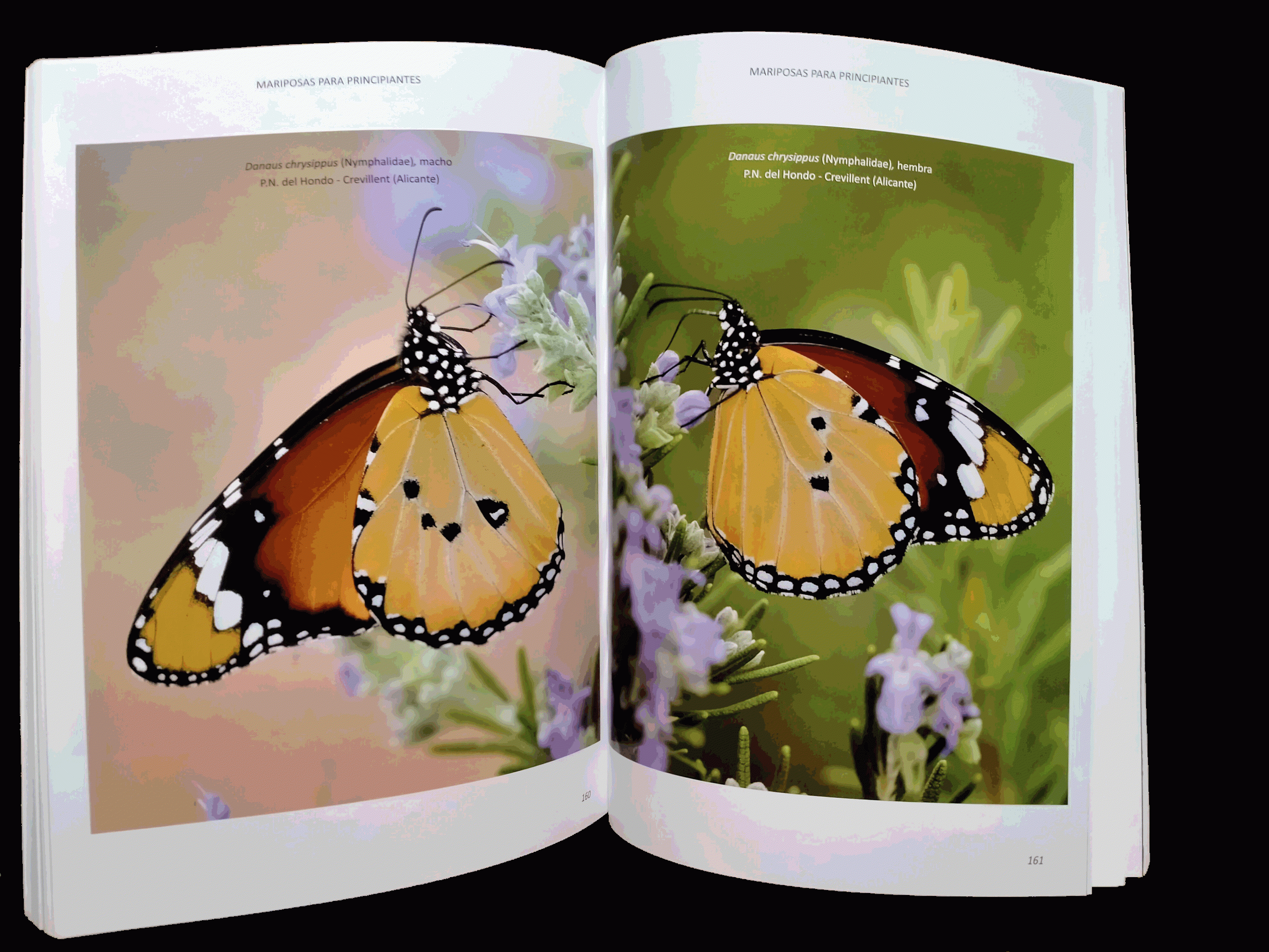 Mariposas para principiantes – Página web sobre el libro "Mariposas ...