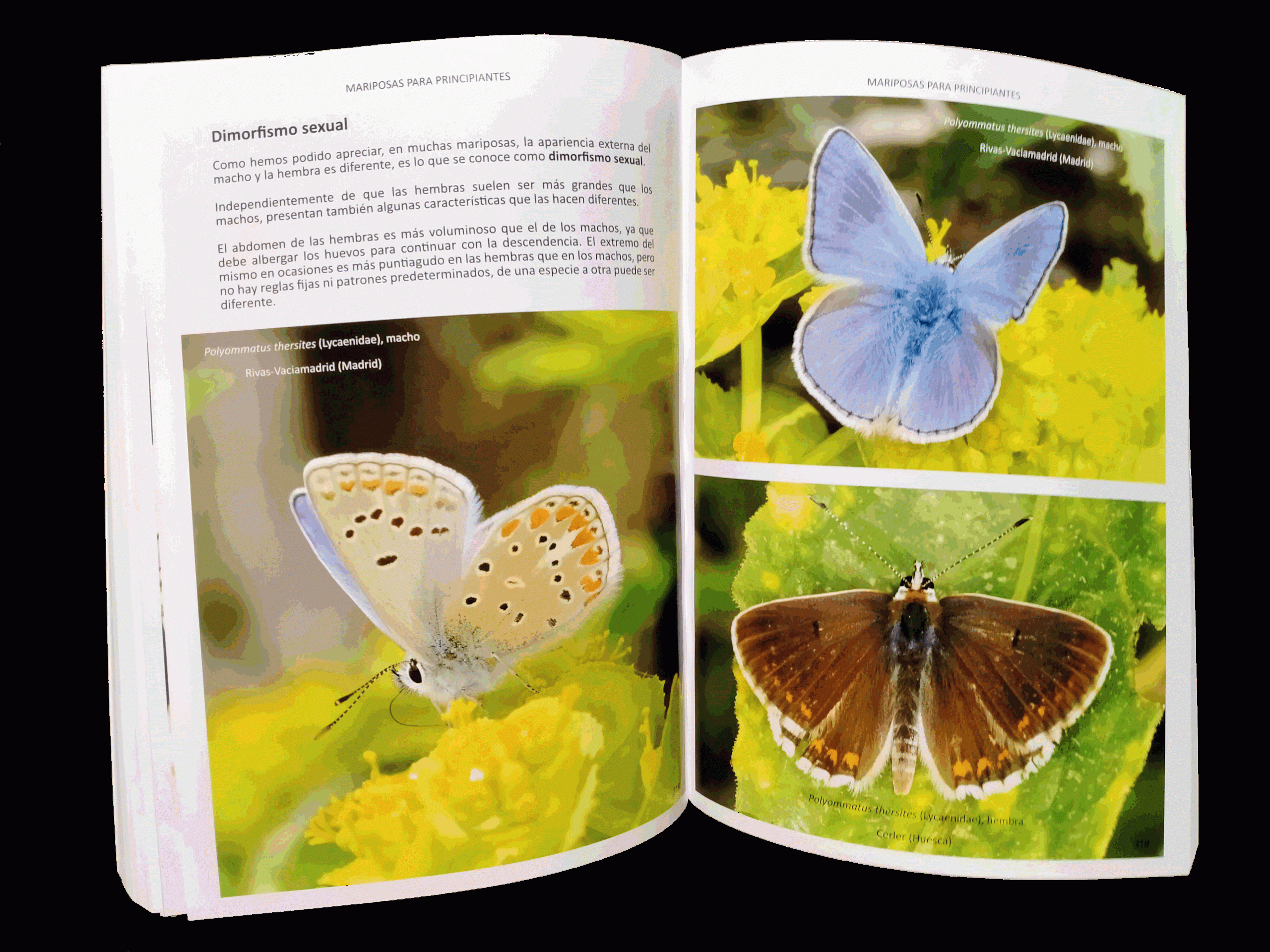 Mariposas para principiantes – Página web sobre el libro "Mariposas ...
