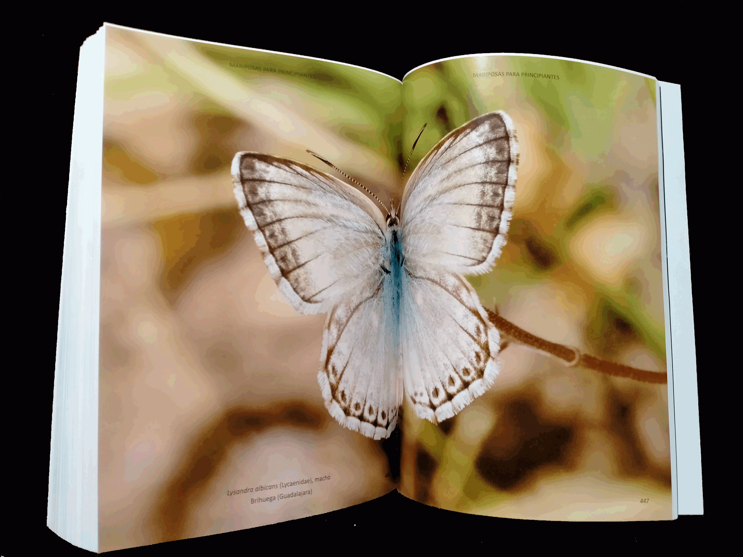 Mariposas para principiantes – Página web sobre el libro "Mariposas ...