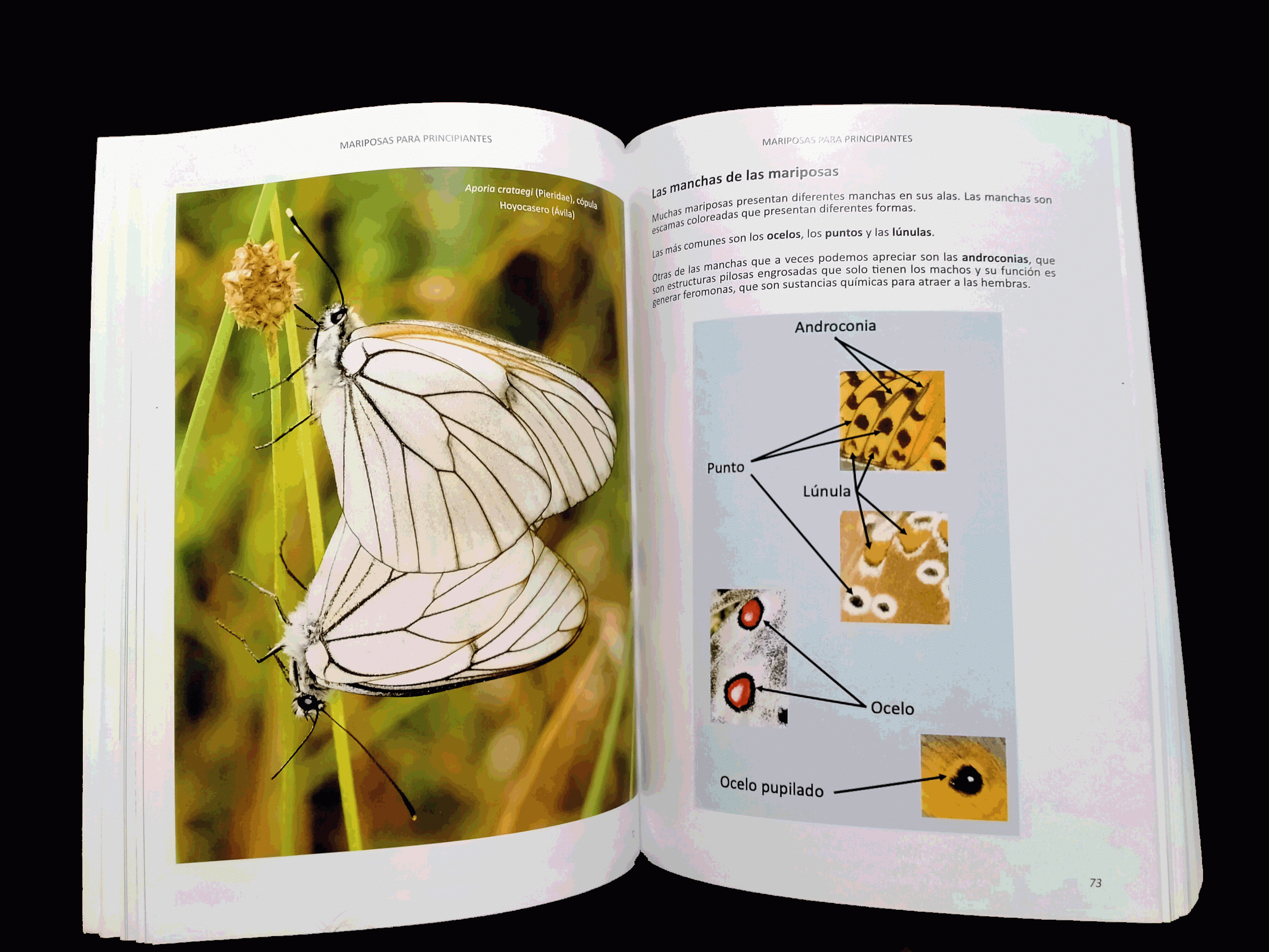 Mariposas para principiantes – Página web sobre el libro "Mariposas ...